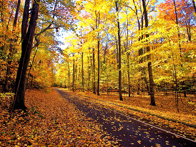 Nature's own kaleidoscope! Fall foliage turns this scenic drive into a golden highway, where every curve reveals a new masterpiece.