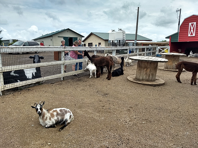 A petting zoo that's more 'Golden Girls' than 'Old MacDonald'! These goats are ready for their close-up, and maybe a nibble of your shirt.