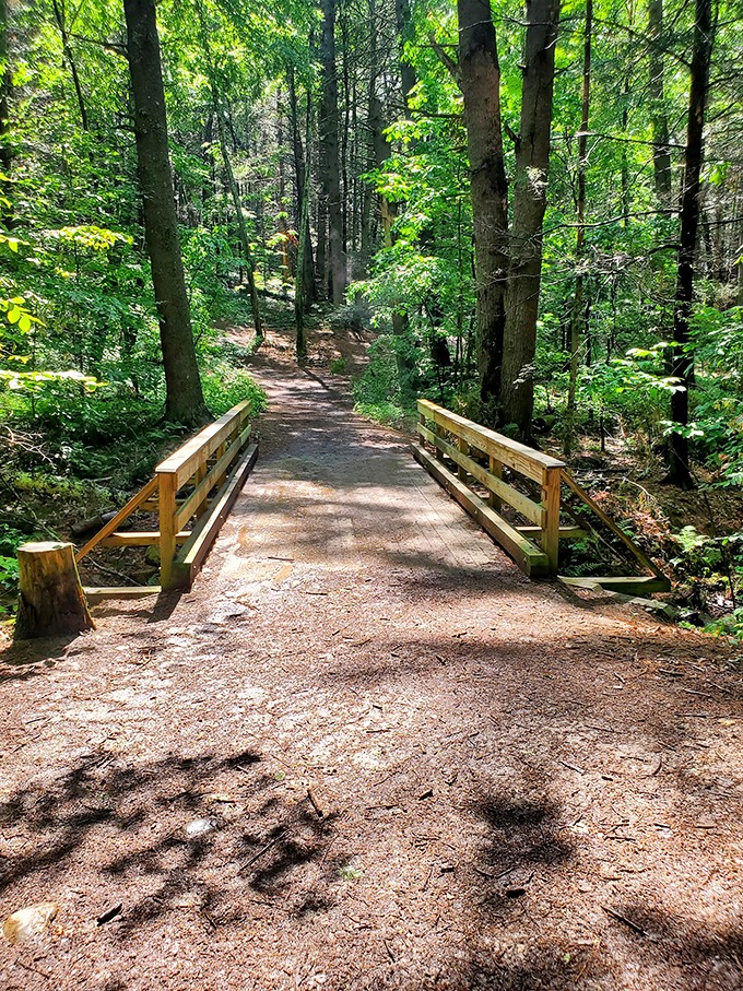 Narnia's backyard? This enchanting oasis at Vaughan Woods is where fairy tales come to life.