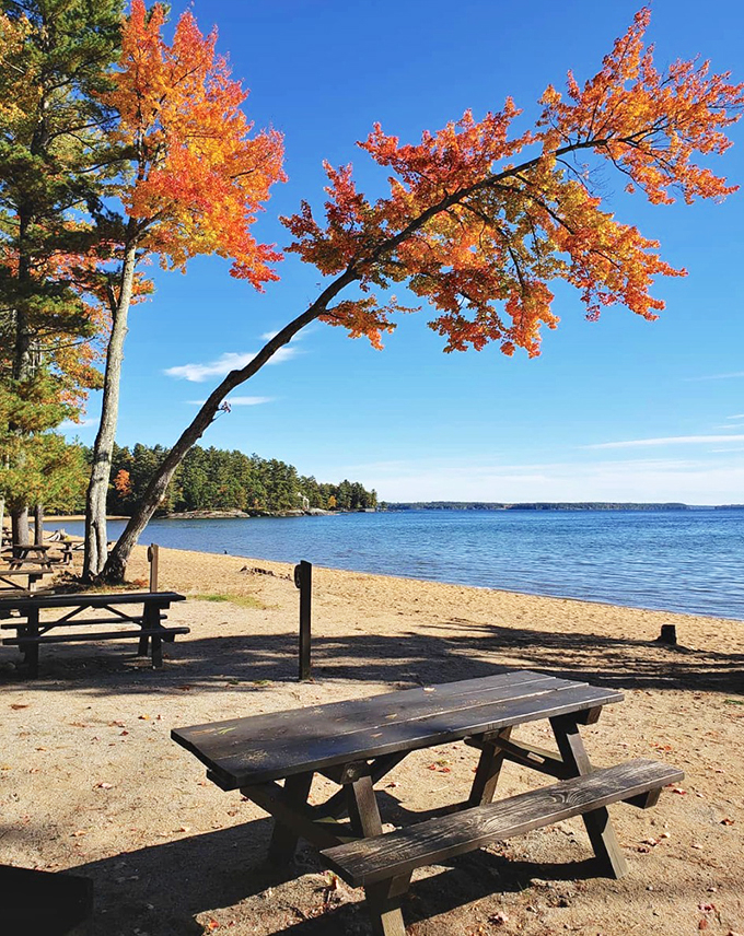 Nature's perfect canvas: A maple tree's vibrant autumn colors frame the pristine shoreline of Sebago Lake, complete with inviting picnic tables.