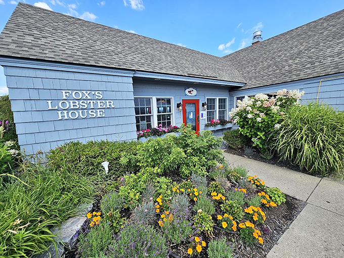 A charming blue-sided cottage with a pop of red door welcomes seafood lovers. Fox's Lobster House's garden blooms with coastal Maine beauty.