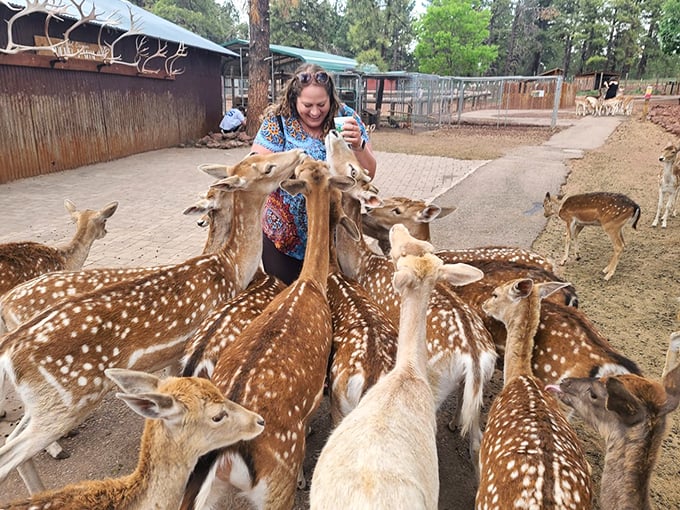 A deer-lightful encounter! Visitors find themselves in a real-life Bambi scene, surrounded by gentle creatures eager for treats and attention.