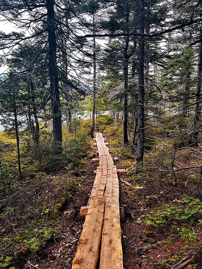 Nature's boardwalk stretches ahead like a wooden welcome mat, inviting hikers into Maine's emerald cathedral of spruce and fir.