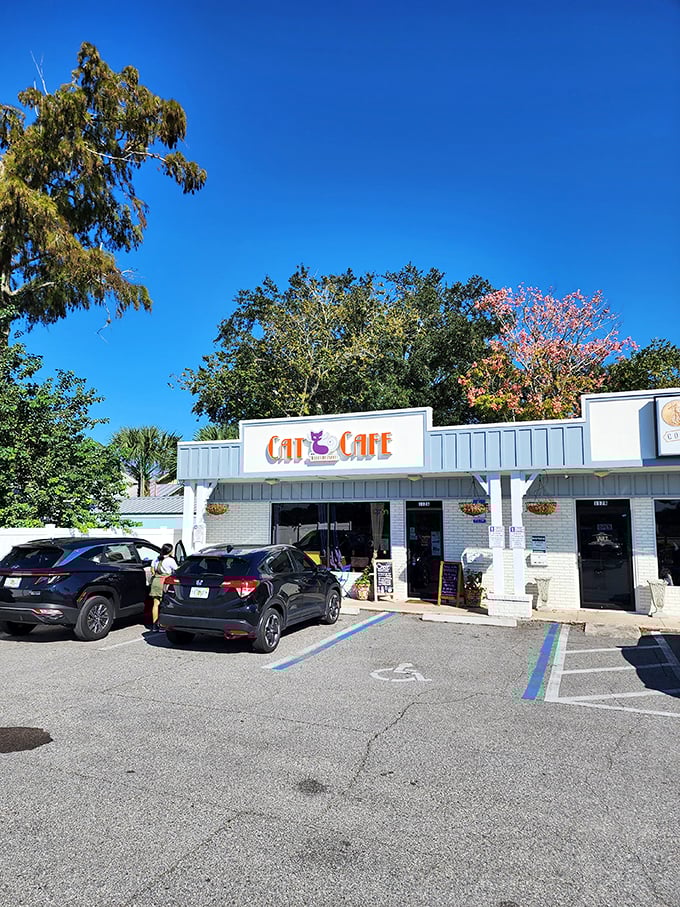 A cat's paradise in plain sight! The Witty Whisker Cat Cafe's charming exterior beckons coffee lovers and feline enthusiasts alike, promising a purr-fect blend of caffeine and cuddles.