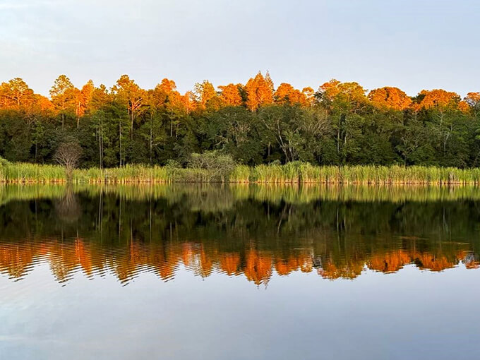Mirror, mirror on the lake, who's the fairest view to take? Colt Creek's autumn reflection steals the show, a Florida fall in a golden glow.