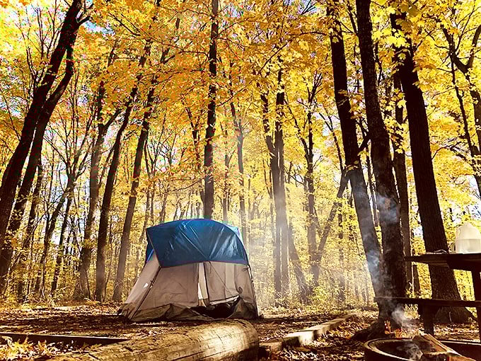 A tent nestled in golden woods, like a cozy cocoon in autumn's warm embrace.