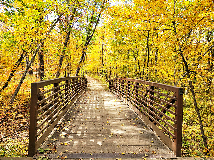 A wooden path leads through a sea of gold, inviting you to step into fall's grand finale.