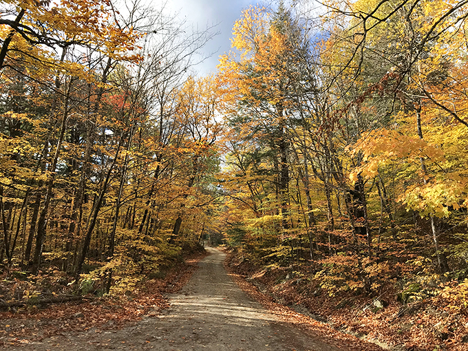 Fall's fashion show: Where trees strut their stuff in the latest autumn couture. New York Fashion Week, you've got some leafy competition! 