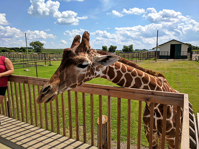 Giraffe selfies: Because your Instagram feed needs more neck. This gentle giant is ready for its close-up, no selfie stick required!