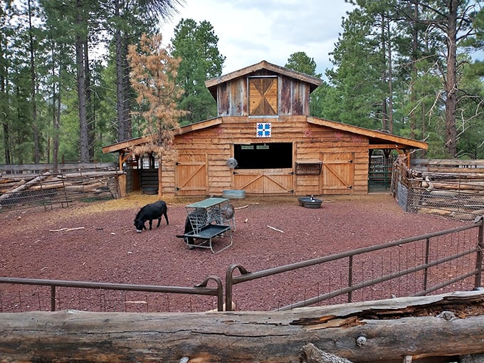 Home sweet home on the range. This cozy barn proves that even in the wild, there's no place like home&ndash;for our furry friends, ofcourse!.