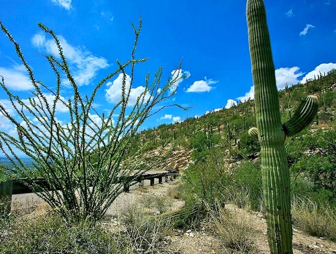 Desert meets sky in perfect harmony, with saguaros conducting their own version of nature's symphony.