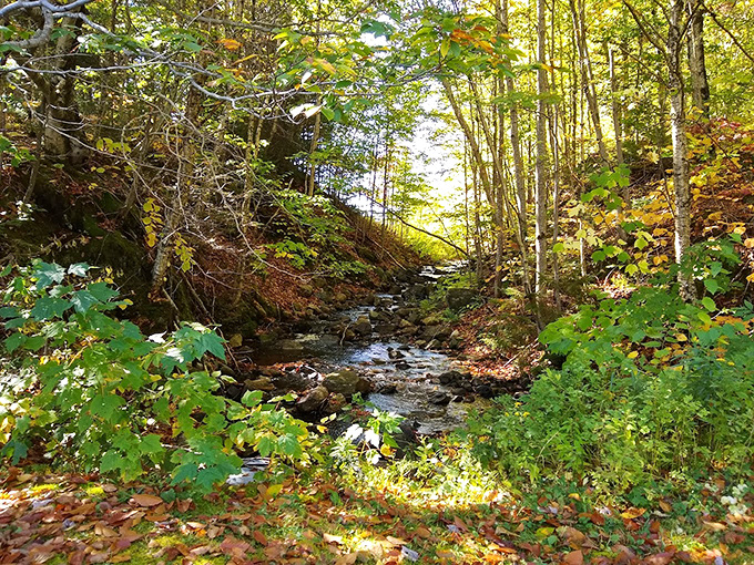 A woodland stream plays its eternal rock concert, with water dancing over stones in nature's own amphitheater.
