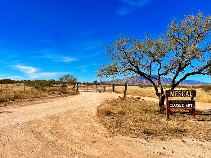 Tumbleweed crossing ahead! This dusty trail leads to adventure &ndash; just watch out for those sneaky cacti playing hide and seek. Photo credit: GJR