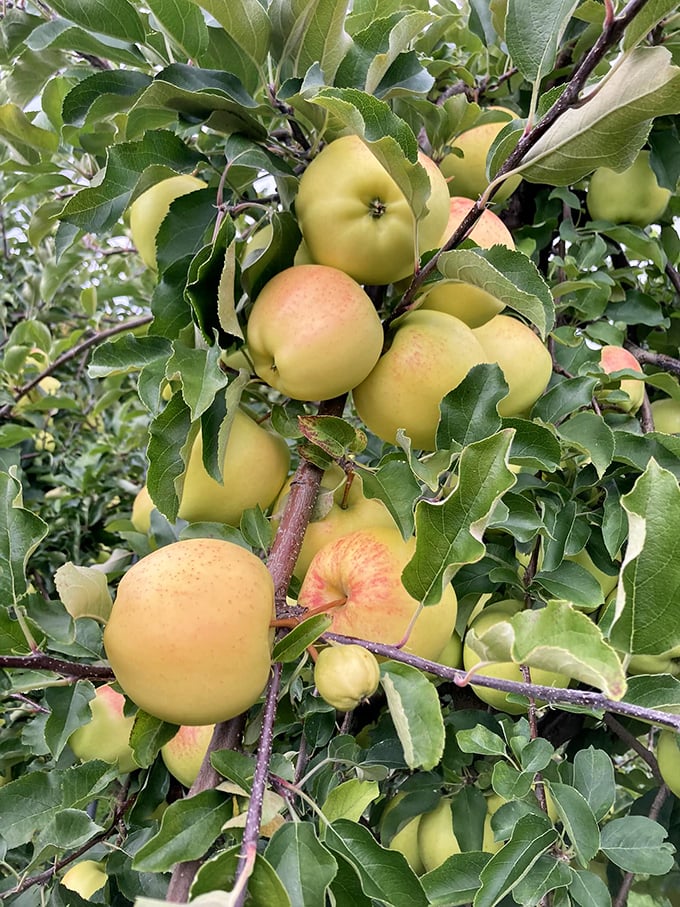 Golden delights hanging like nature's chandeliers. These Gingergold apples are ready for their close-up &ndash; and your pie crust.