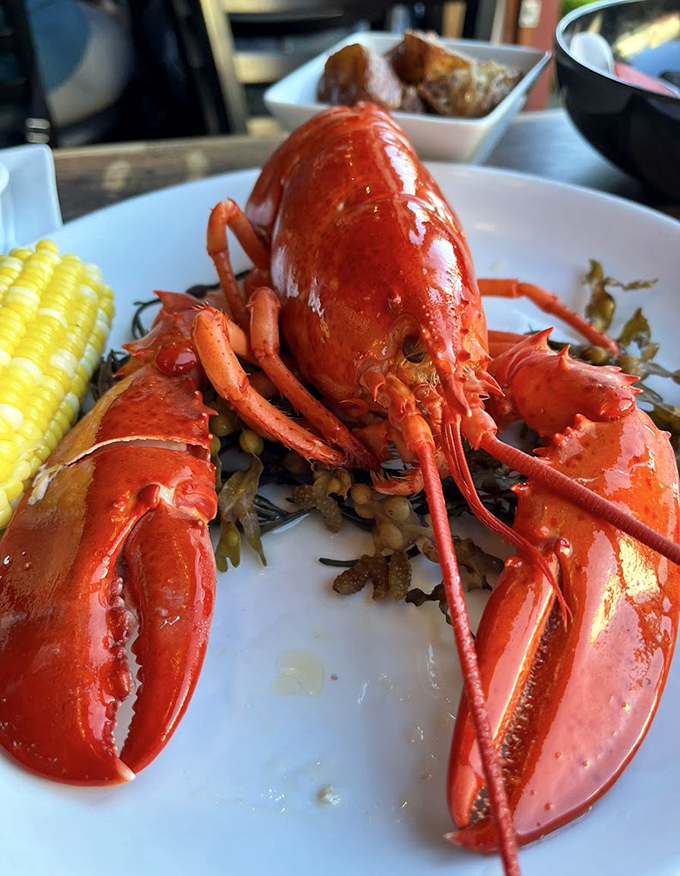 This perfectly steamed lobster, served with corn on the cob, is ready for its starring role.
