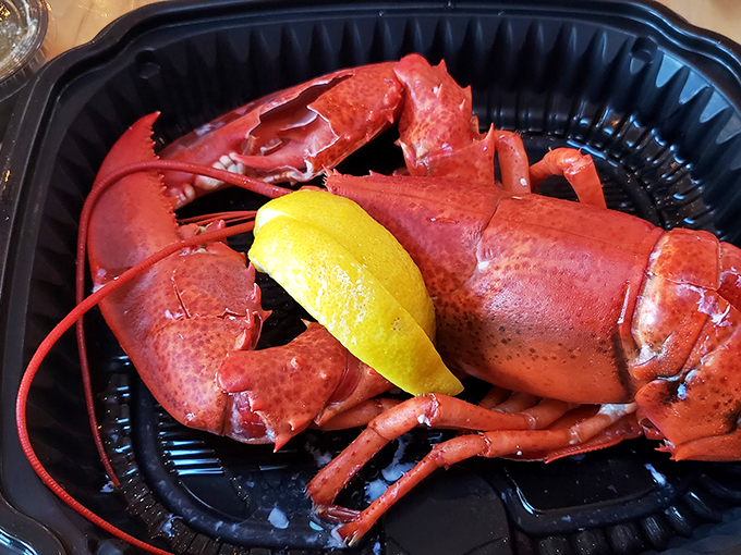 A perfectly steamed Maine lobster, ready for its close-up, with butter standing by for its supporting role.