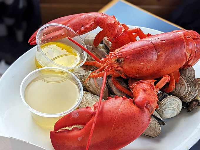 The ultimate Maine power couple: fresh steamed lobster and clams, ready for their butter bath and your undivided attention.