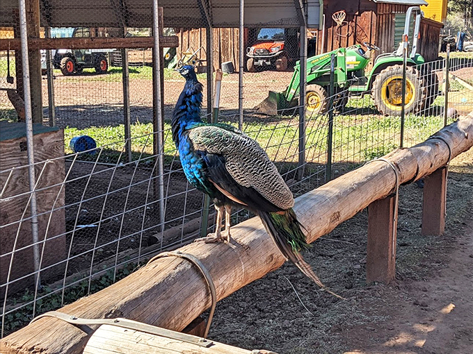 Strutting its stuff, this peacock is the Mick Jagger of the bird world. All that's missing is a tiny leather jacket. 