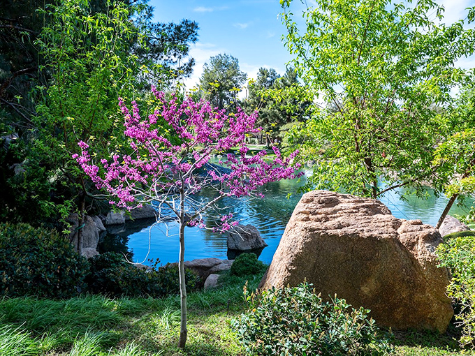 Cherry blossoms stealing the show in the desert. These pink divas are proof that you can bloom wherever you're planted.