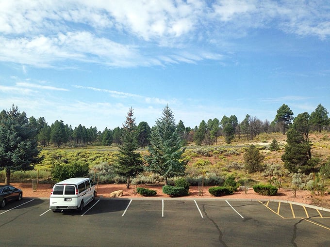 A sea of green that stretches as far as the eye can see. Who needs grass when you've got a forest for a lawn?