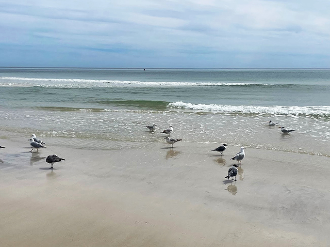 Seagull convention in session! These feathered philosophers seem to be pondering life's big questions. Like, "Is that guy going to share his sandwich?"