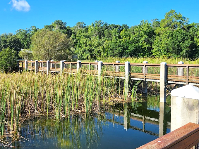 No rollercoasters here, just nature's thrill ride! This boardwalk offers front-row seats to Florida's wild side, minus the long lines.