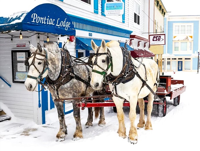 Giddy up and bundle up! These gentle giants are your ticket to a real-life snow-dusted fairytale.