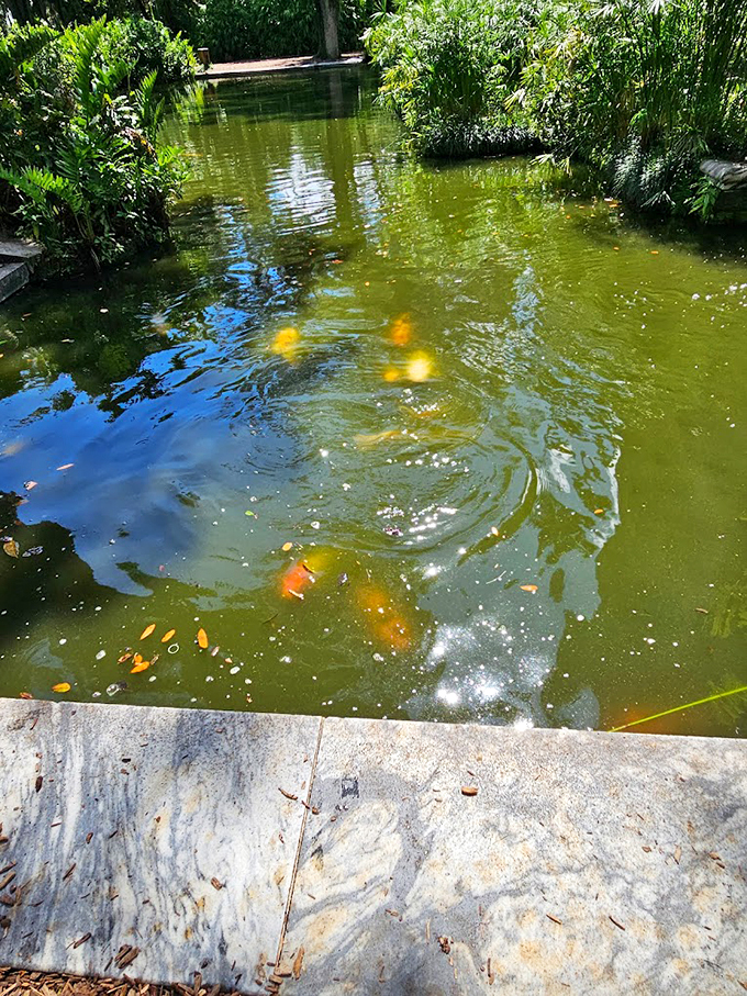 Underwater disco party alert! These koi are living their best life in nature's own infinity pool.