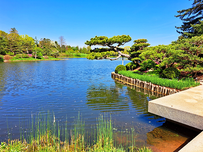 Bonsai meets "Jurassic Park" in this scene. It's like someone shrunk down an entire forest and added a splash of serenity.