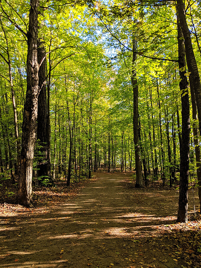 Nature's cathedral: Sunlight filters through the canopy, creating a dappled pathway that practically glows with adventure.