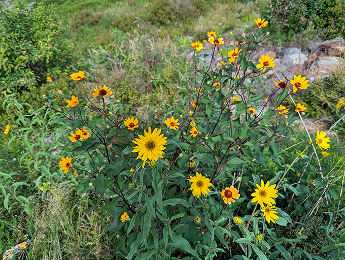Nature's confetti: These wildflowers are putting on a show that rivals any Mardi Gras parade, minus the beads and plus a whole lot of fresh air.