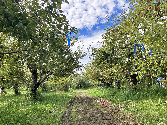 Nature's confetti! These fallen apples create a colorful carpet beneath the orchard's bountiful trees.