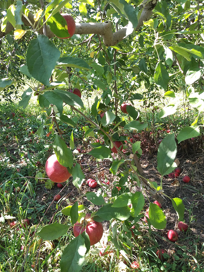 Cloud-spotting is so pass&eacute;. Apple-spotting is where it's at, and this orchard is a gold mine of rosy treasures. Photo credit: Ronke Sokunbi