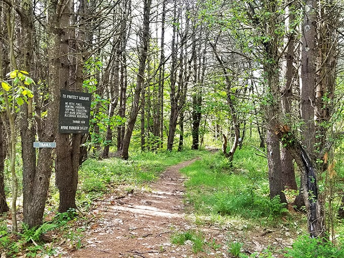 Discover peace along the tranquil trails of Mast Landing Audubon Sanctuary, where nature and wildlife thrive in harmony.