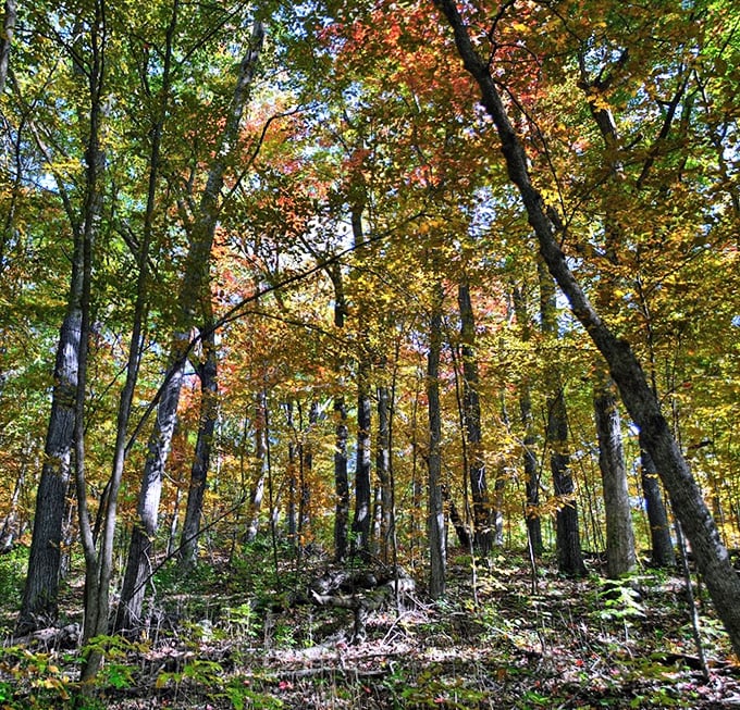 Autumn's grand finale! A sea of golden leaves paints the landscape, making leaf-peepers weak at the knees.