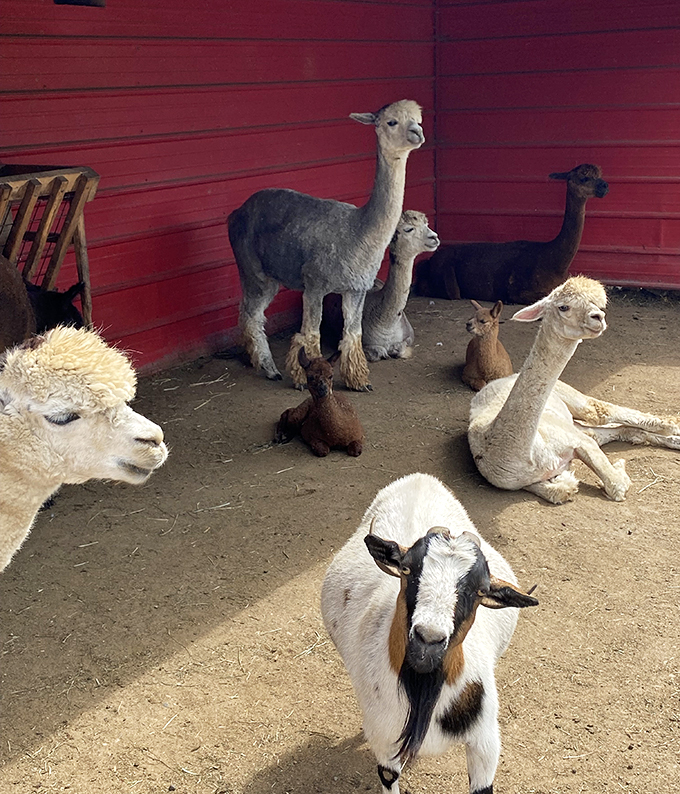 The llama lounge: Where attitude meets altitude. These woolly divas are serving looks that could rival any fashion week runway.