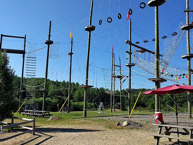 Behold, the Colosseum of the canopy! This towering timber titan is where gravity comes to test its mettle against human determination (and upper body strength).