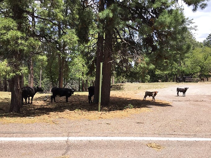 Free-range cattle hold an impromptu roadside meeting, apparently discussing the spectacular views from their mountain office.