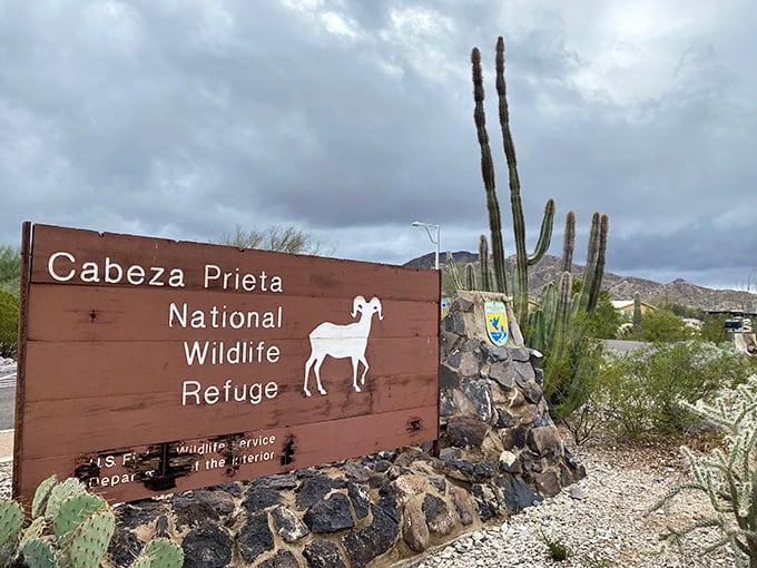 Cabeza Prieta National Wildlife Refuge: Where the wild things are... and they're probably much better at hide-and-seek than you. Photo credit: El Le&oacute;n Azul Photography
