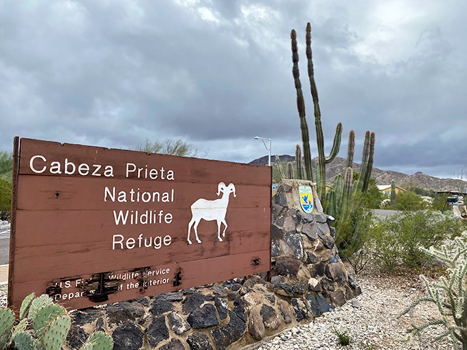 Welcome to Cabeza Prieta National Wildlife Refuge, where the bighorn sheep roam free and the cacti stand tall. It's nature's version of a gated community, minus the HOA fees. Photo credit: El Le&oacute;n Azul Photography