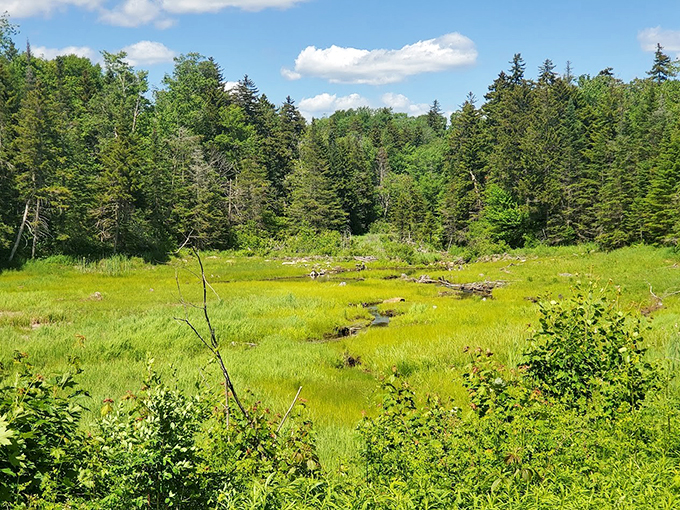 This serene meadow clearing looks like Mother Nature's meditation room, complete with pine tree wallpaper.
