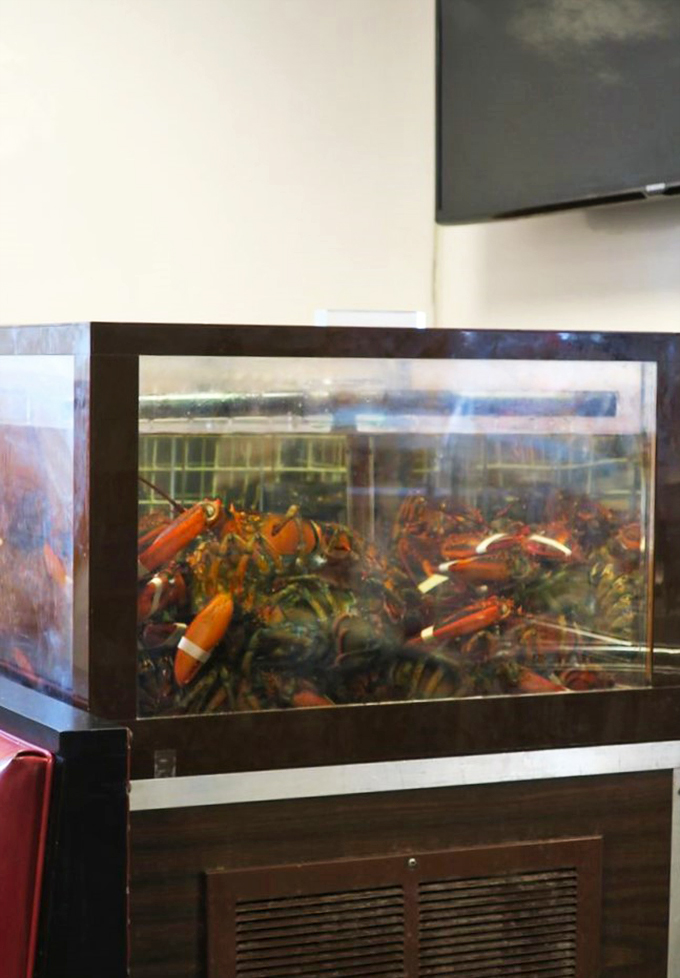 Nature's red carpet stars waiting for their moment - these Maine lobsters are ready for their close-up.