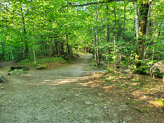 Follow the yellow brick road? Nah, this trail's way cooler. Dorothy would definitely approve of these emerald surroundings.