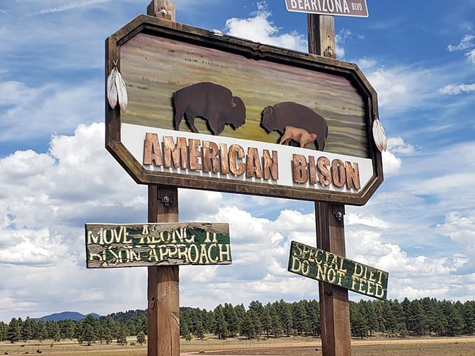 Bison crossing: Where the buffalo roam and the deer and the antelope play&hellip; but mostly the buffalo.