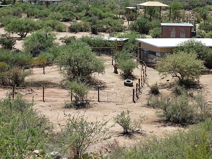 A patchwork of habitats unfolds like a wild quilt. From this vantage point, you're the director of your own nature documentary.