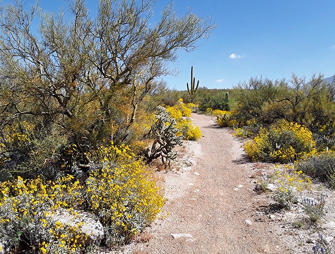 Spring in the desert: when Mother Nature decides to throw a color party and everyone's invited. Even the cacti put on their Sunday best!