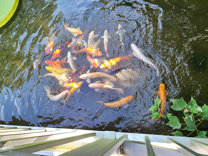 Nature's own looking glass! This serene pond's reflecting some serious tropical vibes.