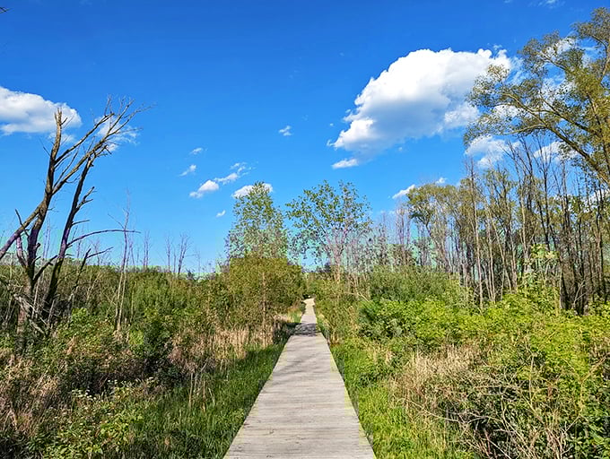Step into a Bob Ross painting come to life! This boardwalk through sun-dappled trees is like a stairway to cloud heaven.