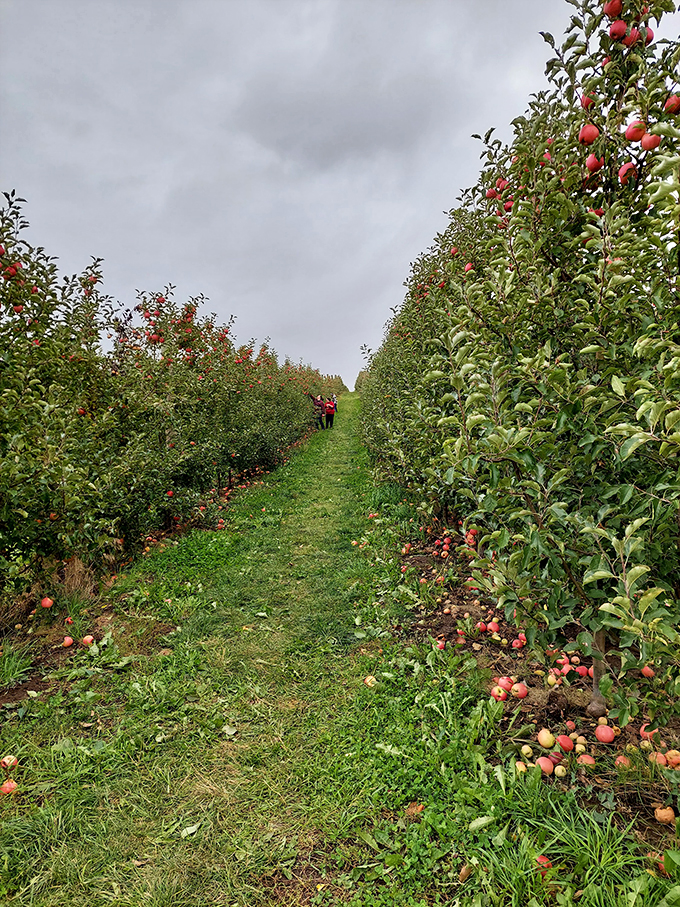 Who needs a time machine when you've got this orchard? It's like stepping into a Norman Rockwell painting, but with better snacks. Photo credit: Thomas Alan House, Jr.