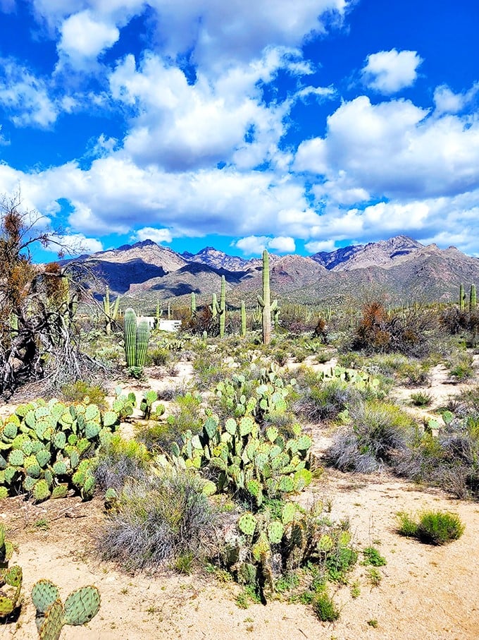 Sabino Canyon: Where the Sonoran Desert throws its best pool parties, complete with scenic tram rides.